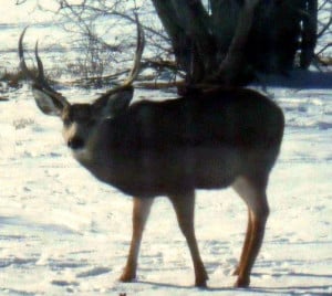 What makes a 160 inch Mule Deer? Basic field judging. - Flat Tops ...